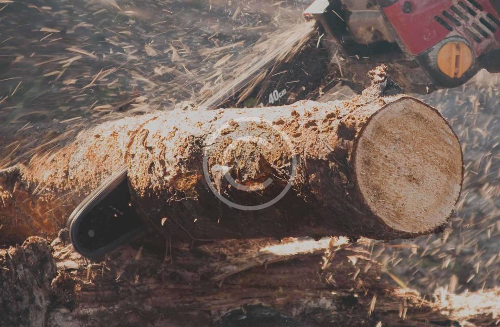 Hardwood lumber - Timberline Lumber